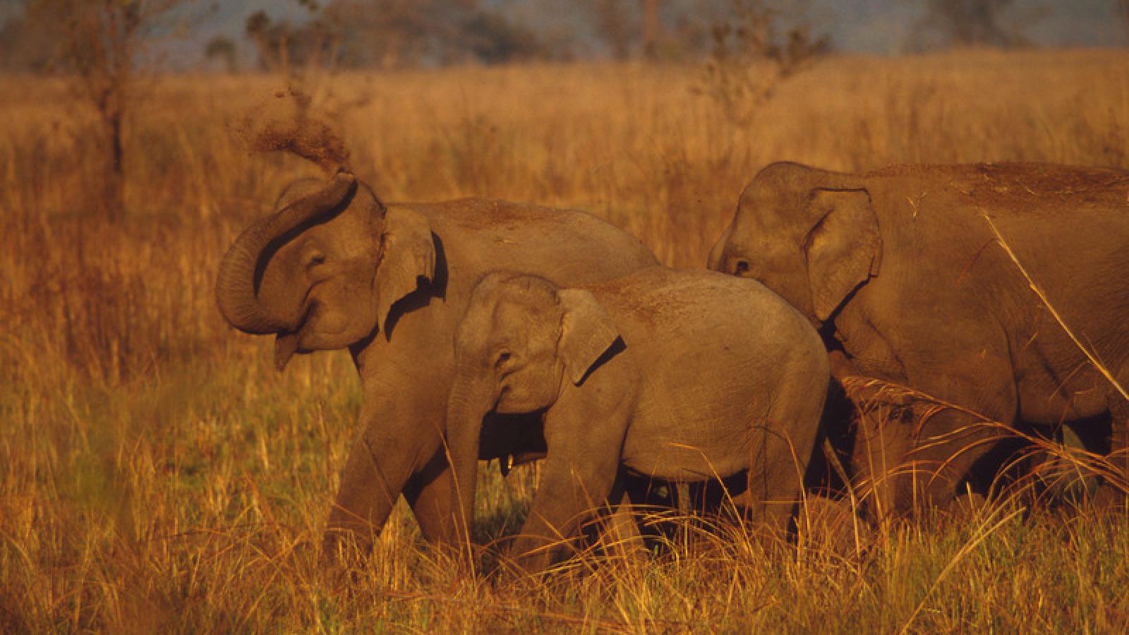 Why grasslands are so important | WWF